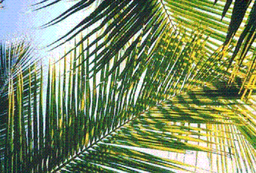 The palm tree is a very useful plant. It is so precious that no part of ...